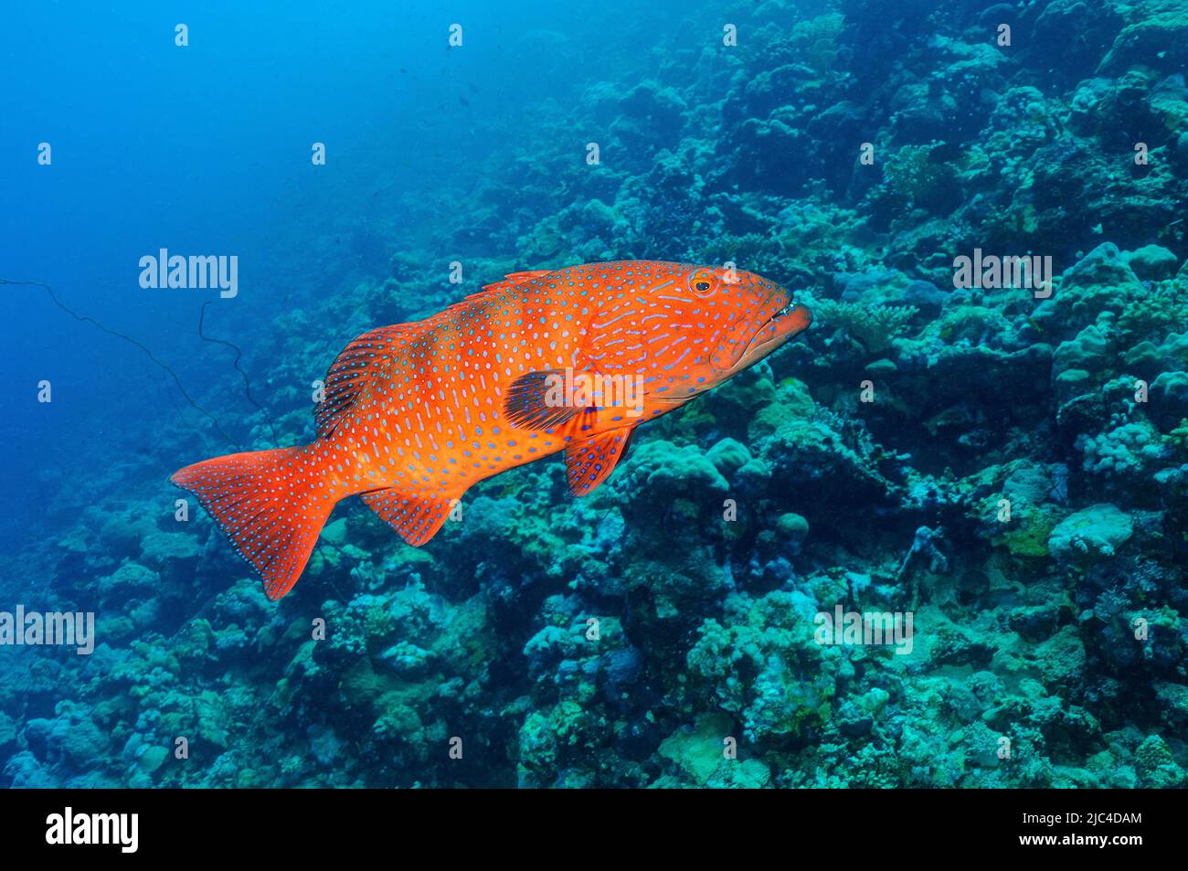 Pessuliferus hi-res stock photography and images - Alamy