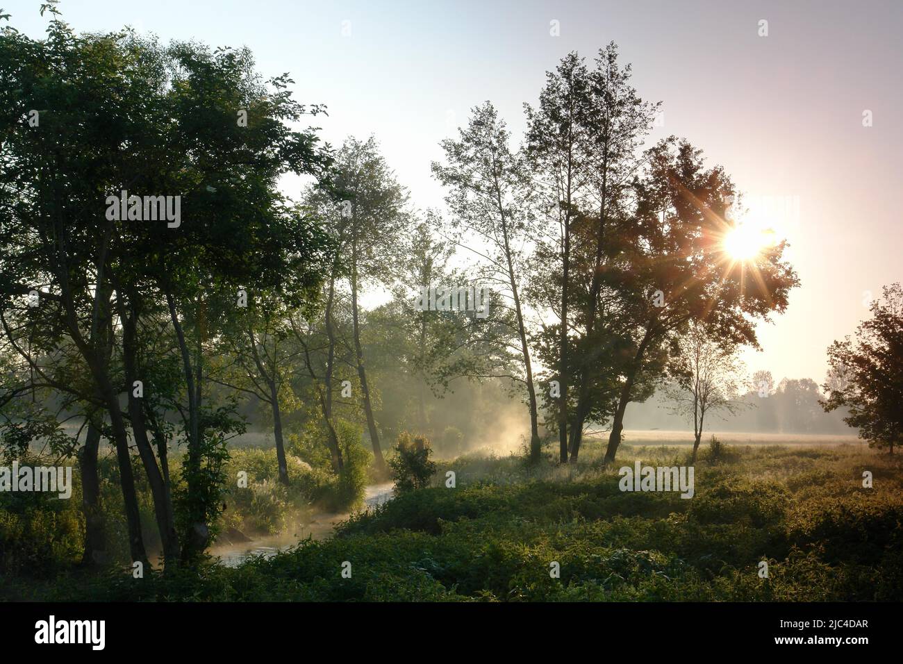 On the banks of a brook Brook Water Fog Haze Trees Meadows Stock Photo ...