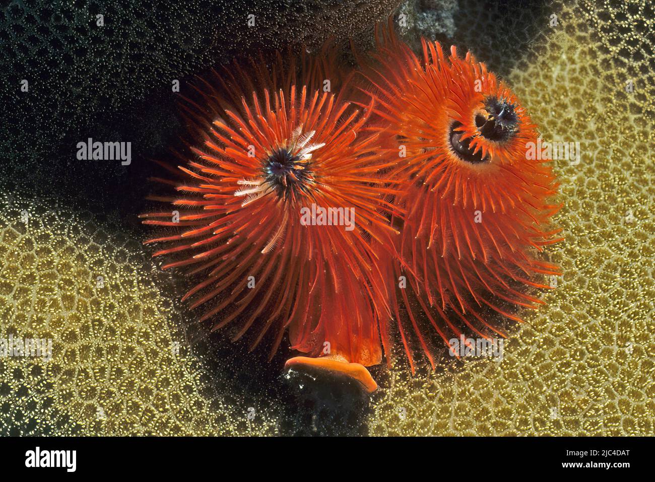 Red christmas tree worm (Spirobranchus giganteus), Pacific Ocean ...