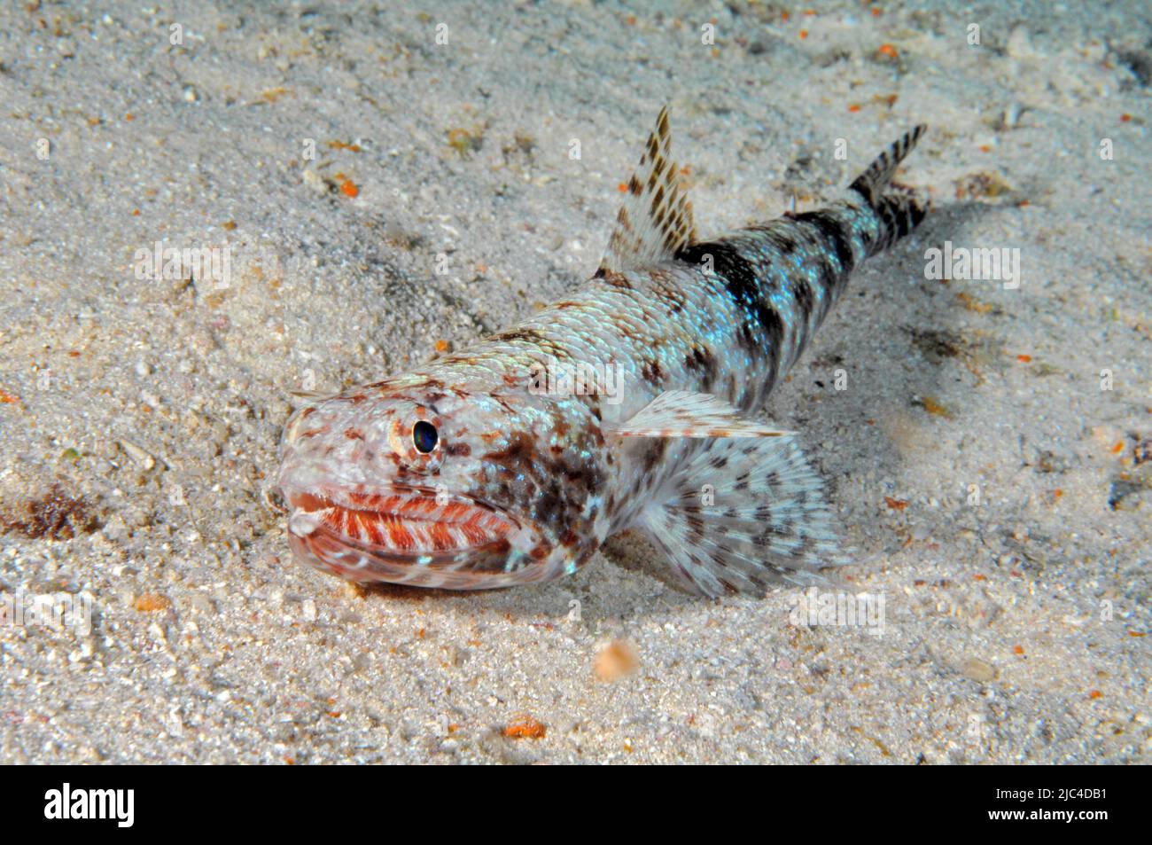 Lizardfish (Synodus variegatus) lying on sandy seabed, Red Sea, Sudan ...