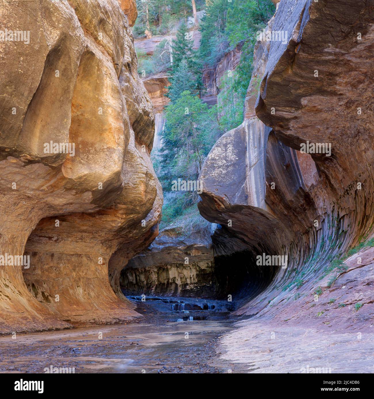 The Subway, Canyon, Left Fork, North Creek Zion National Park Utah USA ...