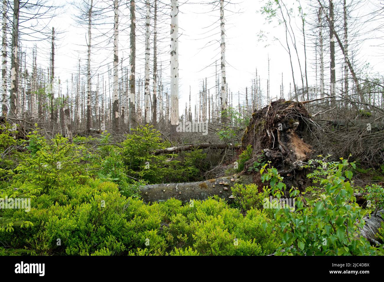 Overgrown park stand hi-res stock photography and images - Alamy
