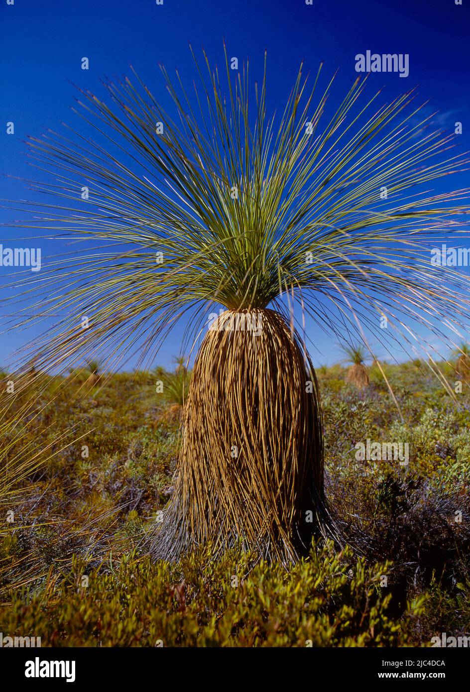Grass Tree, Black Boy Jurien West Australia, Grass Tree, Black bell-boy ...