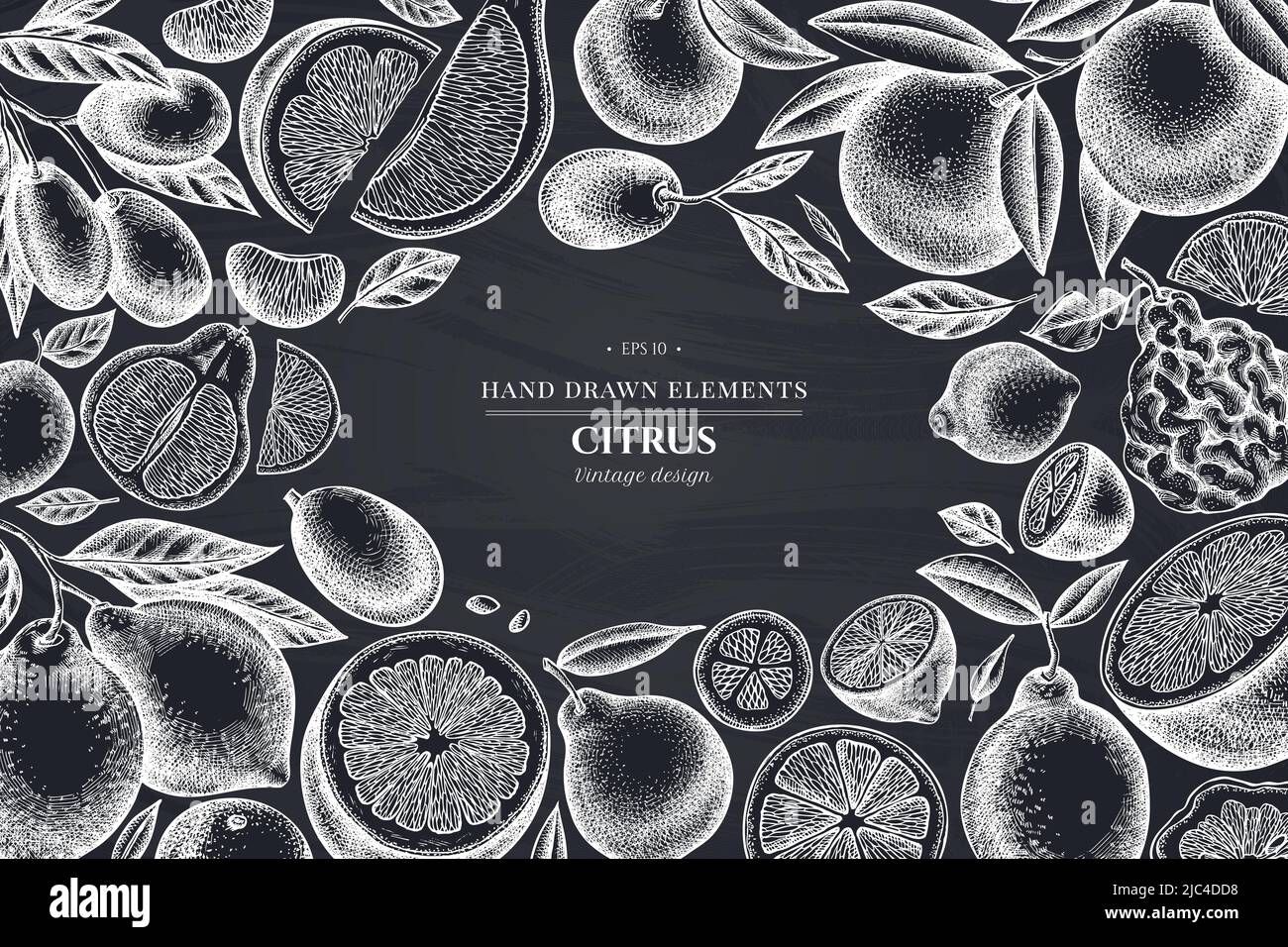 Citrus hand drawn illustration design. Background with chalk kumquat ...