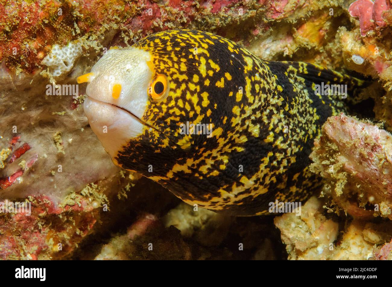 Close-up of head of snowflake moray (Echidna nebulosa), Pacific Ocean ...