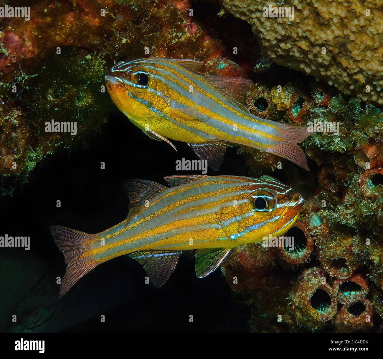 Pair of golden-striped cardinalfish (Apogon cyanosoma), Indian Ocean ...
