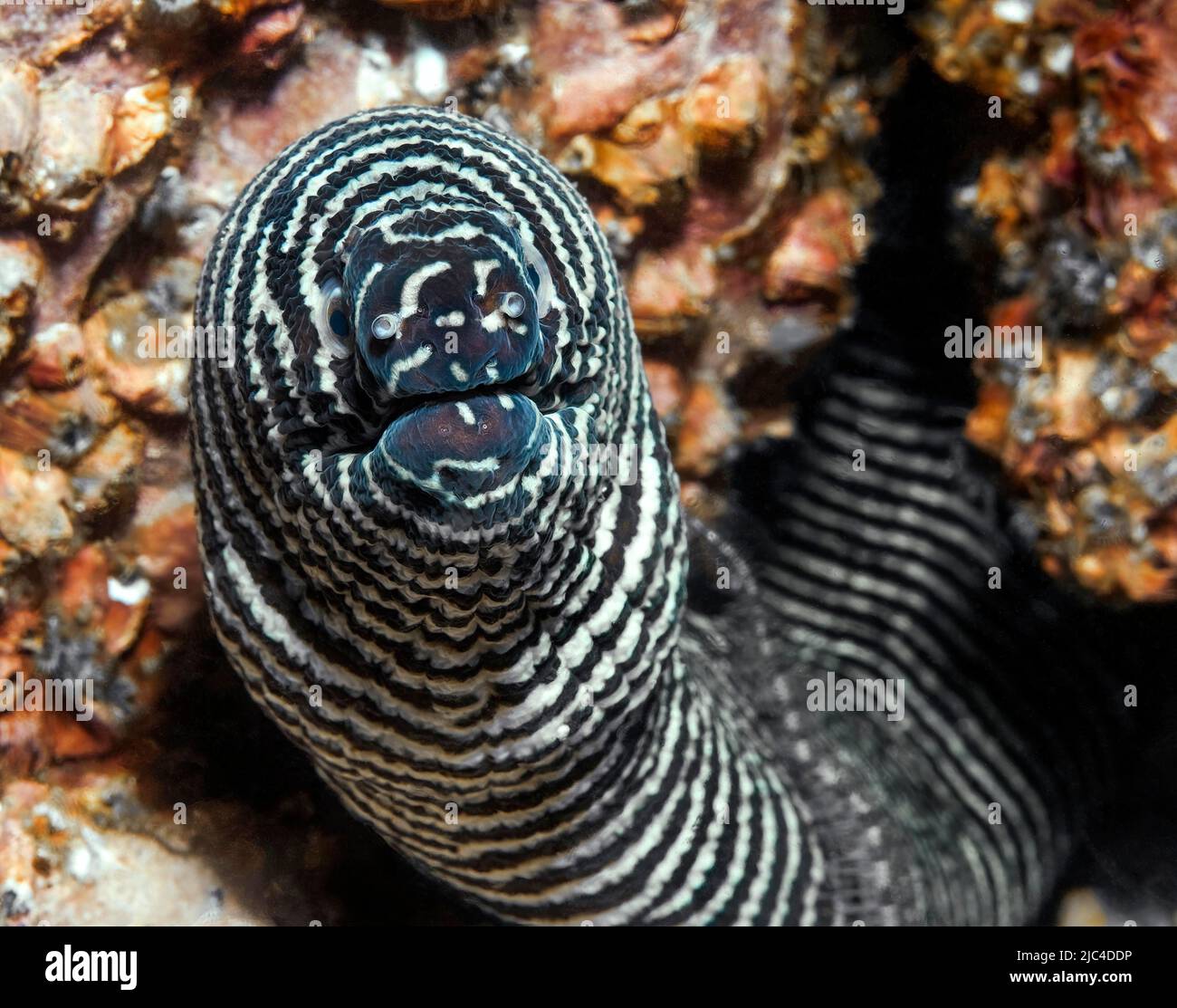 Persian zebra hi-res stock photography and images - Alamy