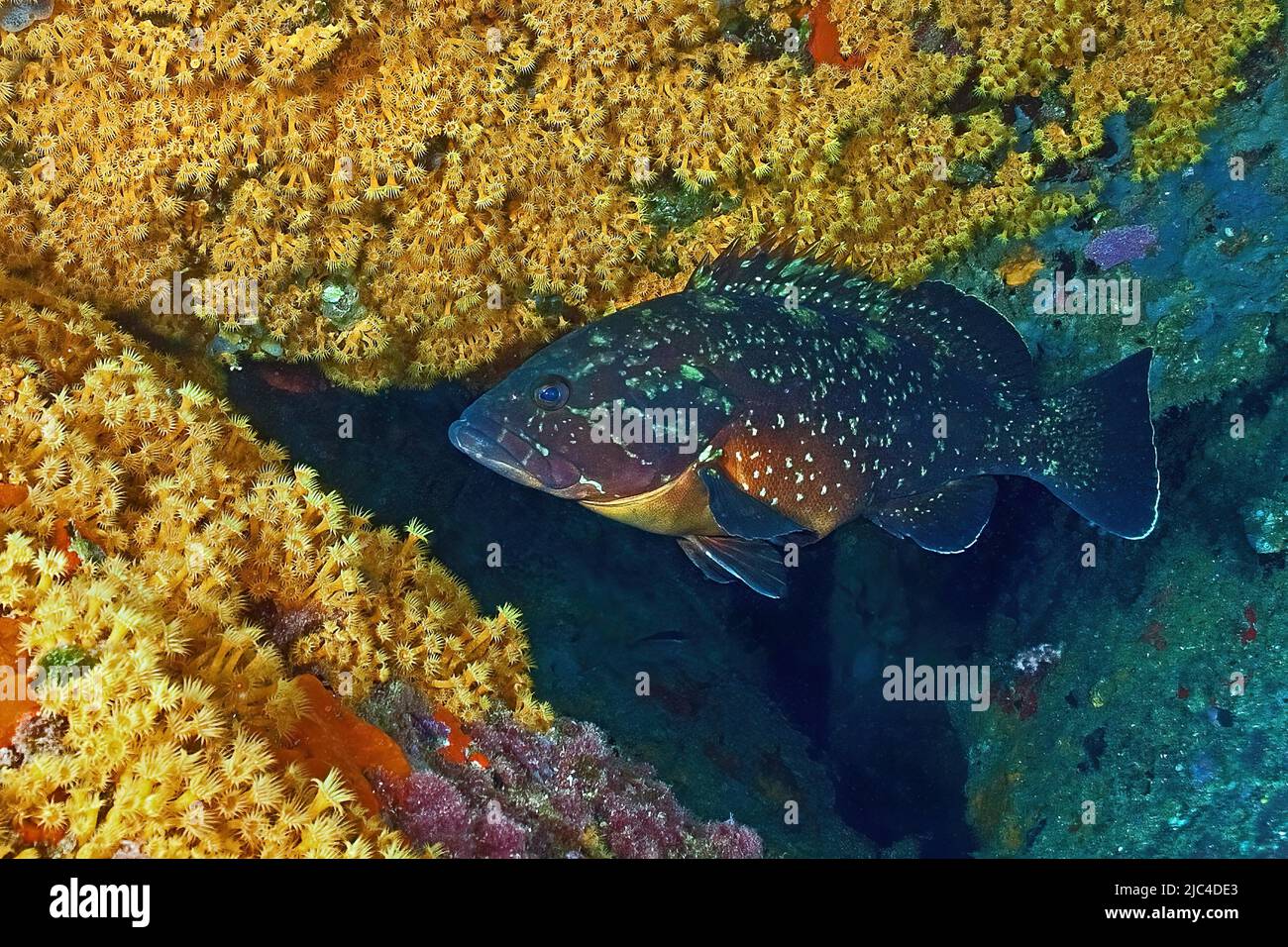 Large Mediterranean grouper, dusky grouper (Epinephelus marginatus ...
