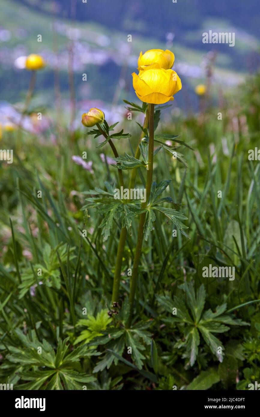European globeflower (Trollius europaeus), Oberstdorf, Oberallgaeu ...