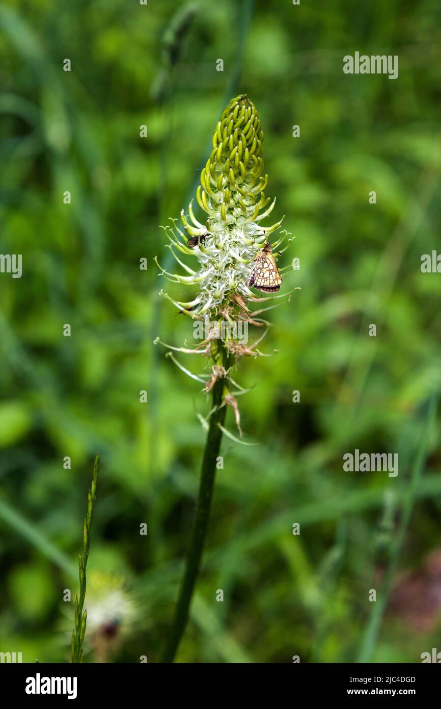 Spiked devil's claw (Phyteuma spicatum), also white devil's claw ...