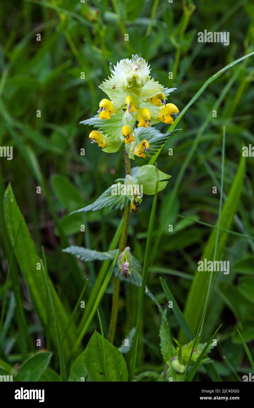 Yellow rattle plant hi-res stock photography and images - Alamy