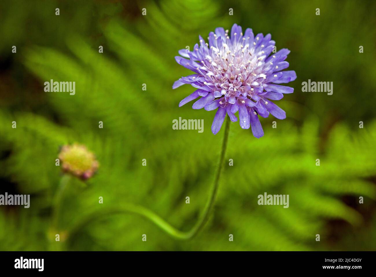 Field widow flower hi-res stock photography and images - Alamy