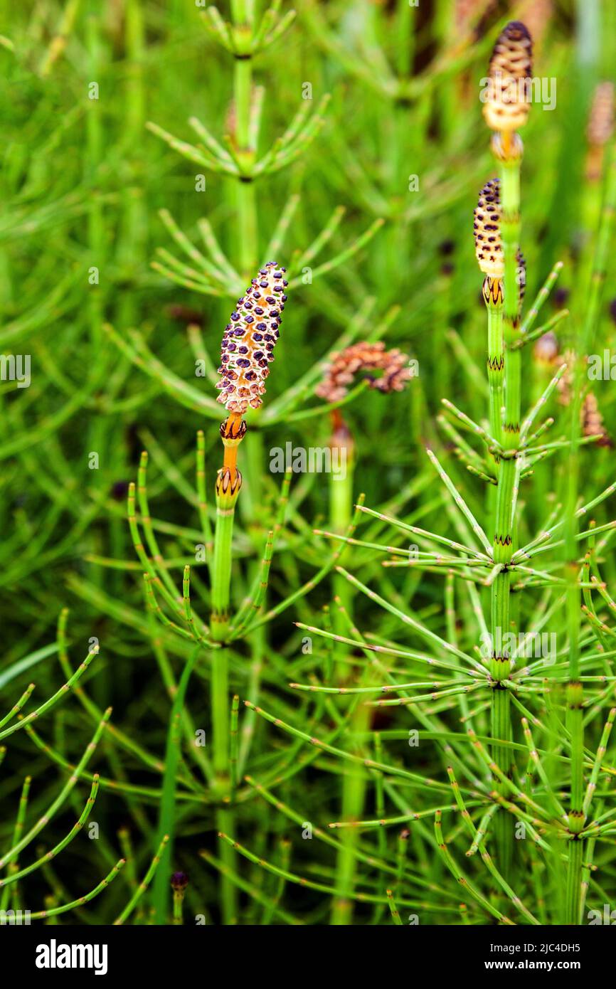 Marsh horsetail (Equisetum palustre), Oberstdorf, Oberallgaeu, Allgaeu ...