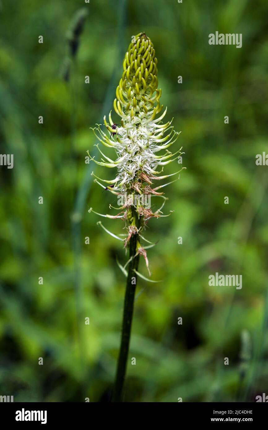 Spiked devil's claw (Phyteuma spicatum), also white devil's claw ...