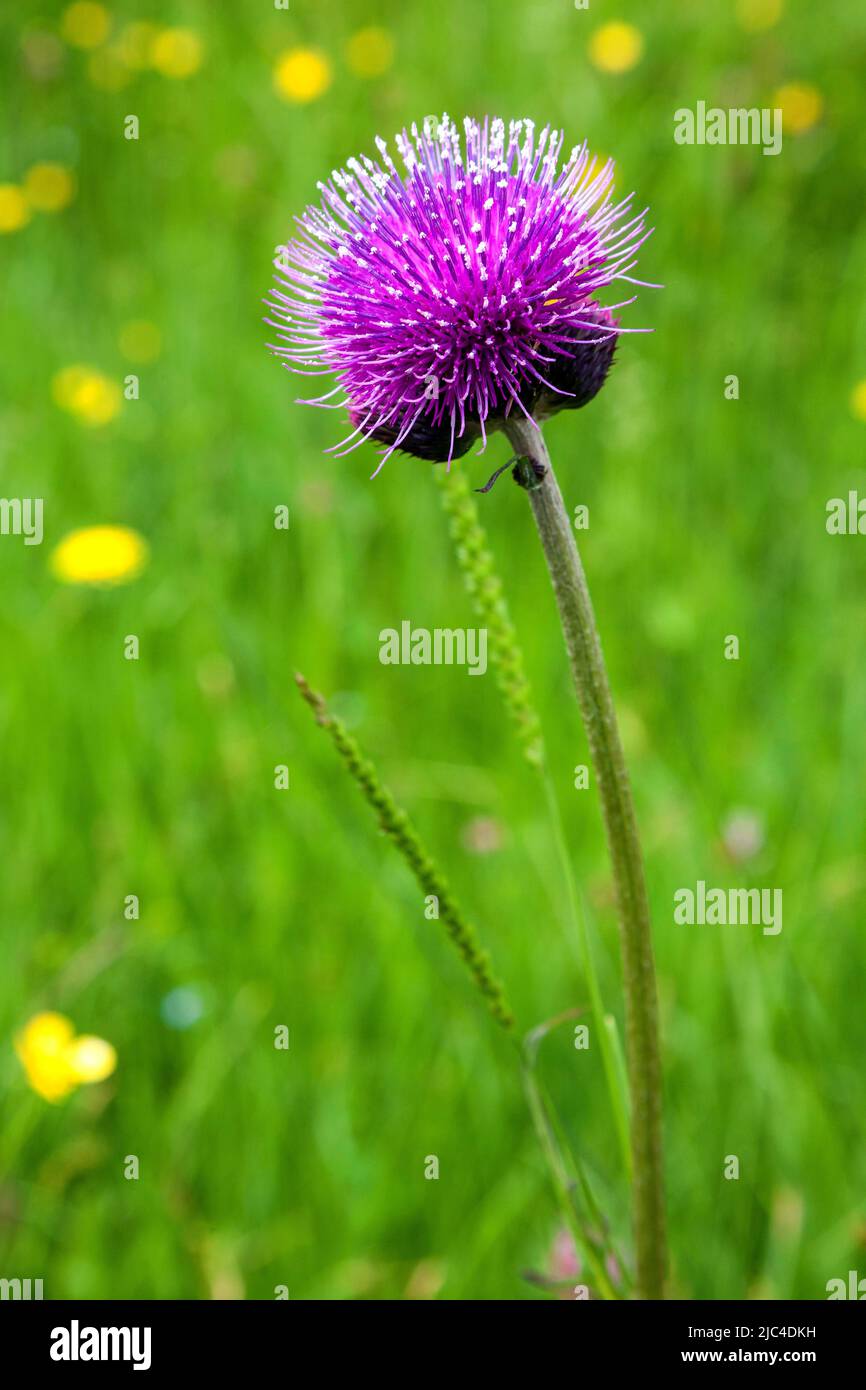 Brook thistle (Cirsium rivulare), Oberstdorf, Oberallgaeu, Allgaeu ...