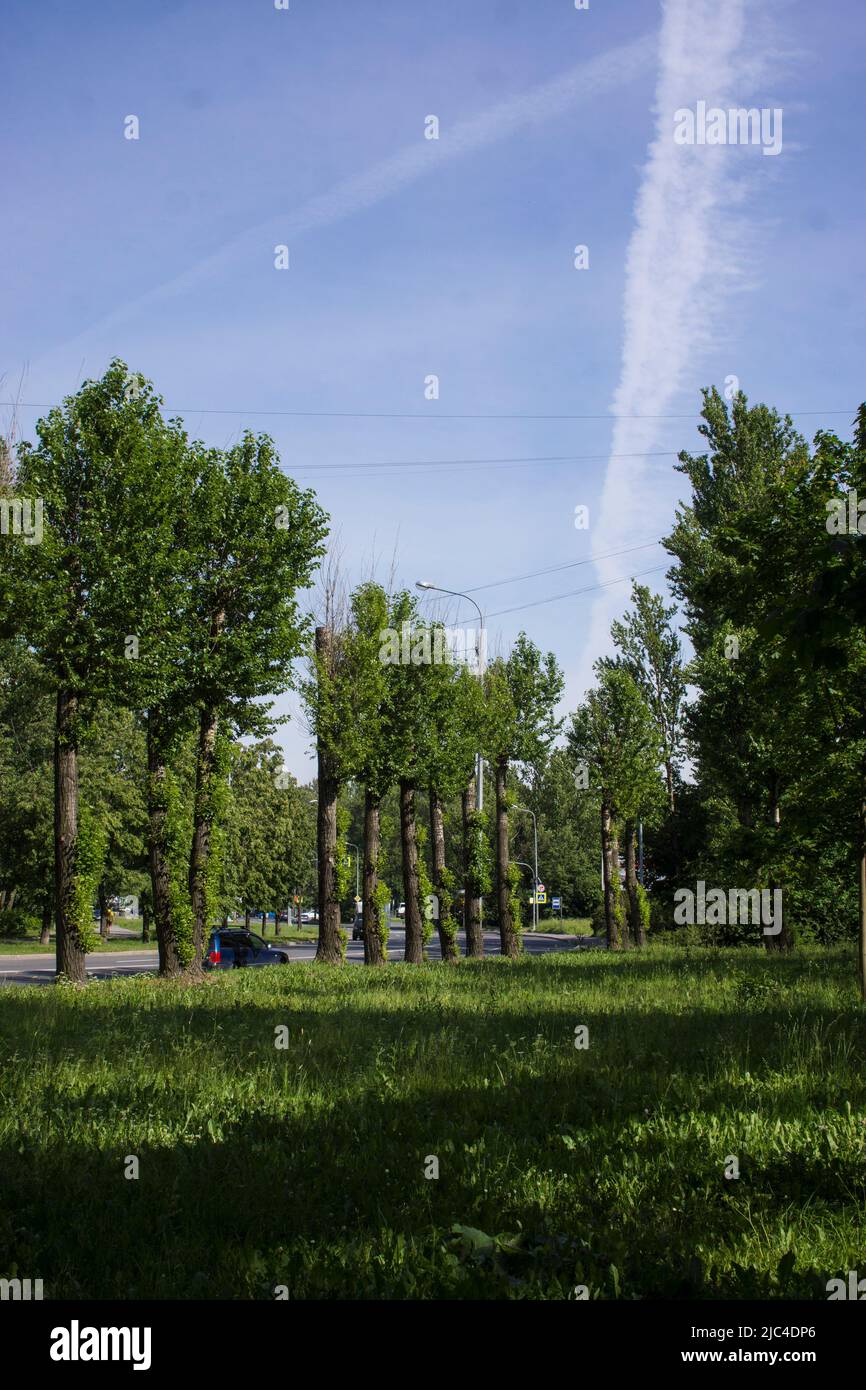 pruning trees. Slaughter of a poplar. Seasonal pruning of trees in the ...