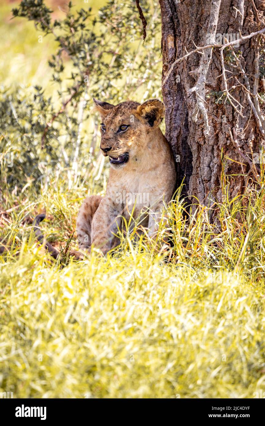 Lion (Panthera leo) young sitting in the green bush, Taita Hills ...