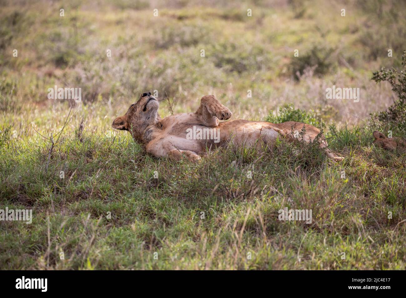 Lion (Panthera leo) female lioness rolling on her back in the green ...