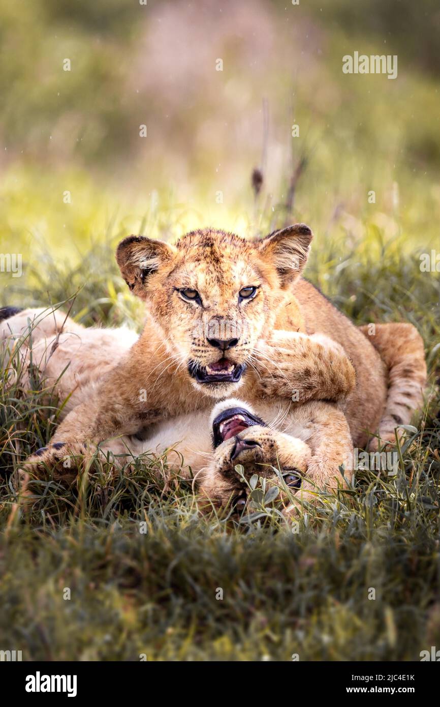Lion (Panthera leo) two cubs playing in the green bush, Taita Hills ...
