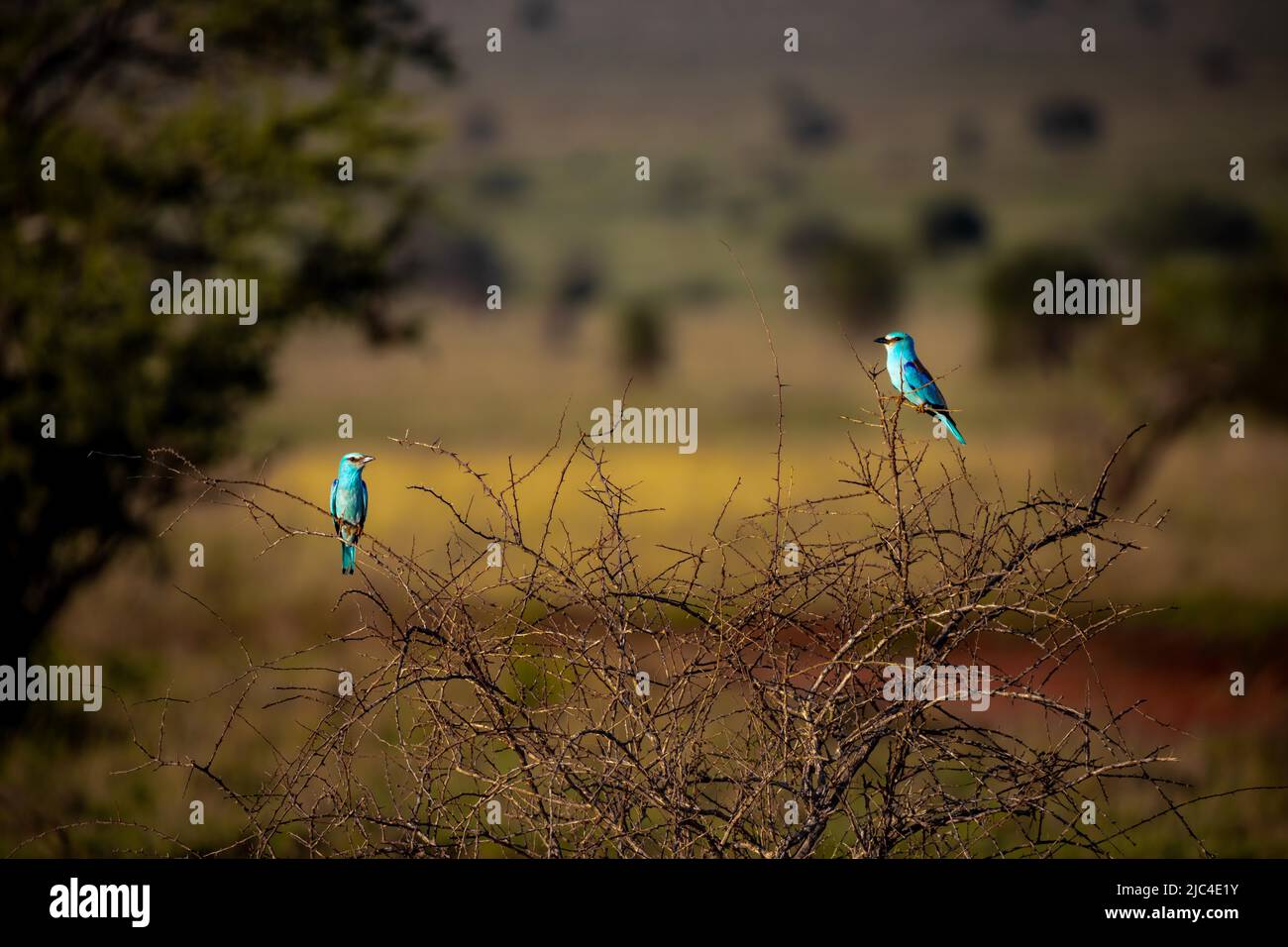 Adult Abyssinian Roller (Coracias abyssinica), on barren bush, Tsavo ...