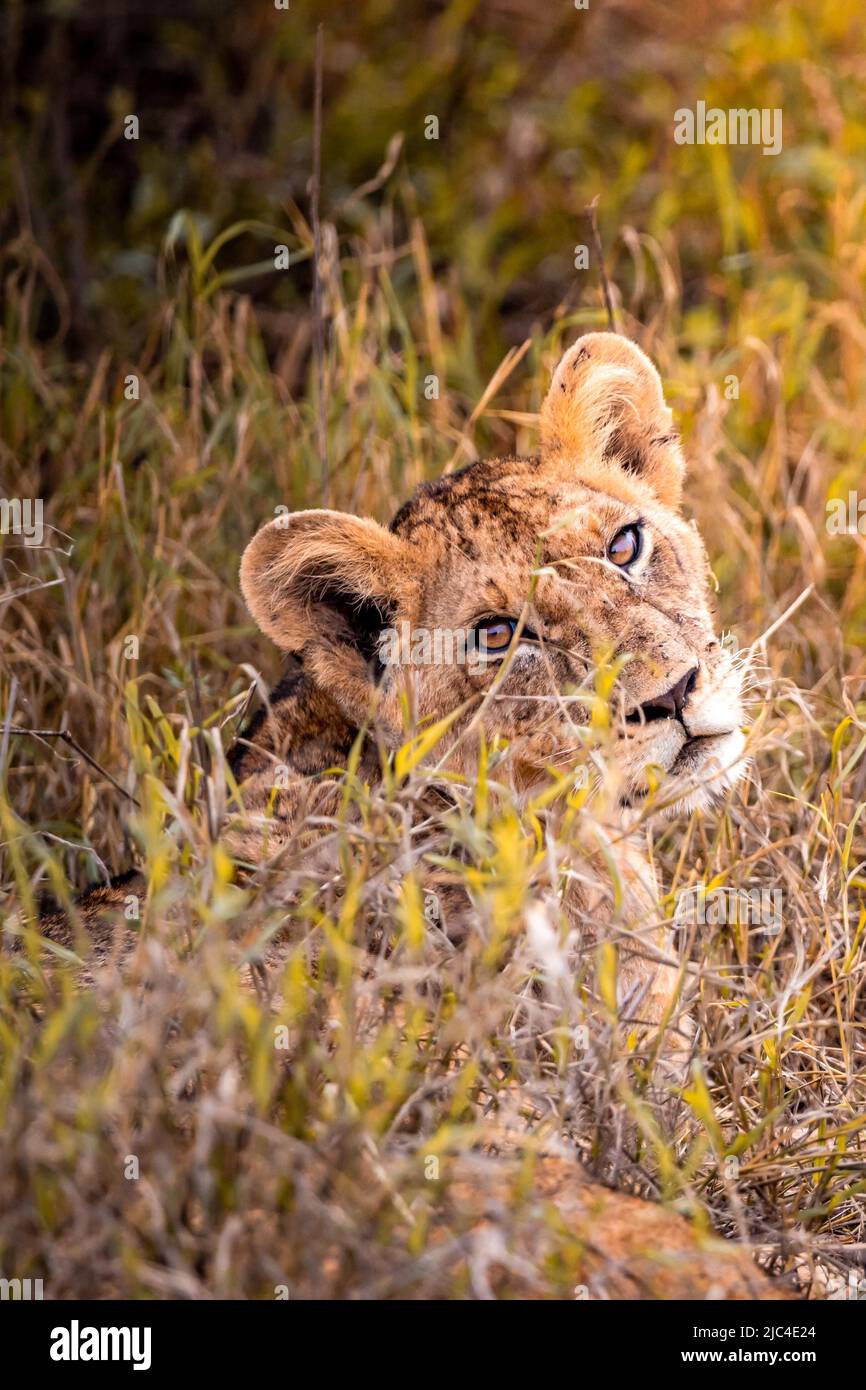 Lion (Panthera leo) young in the morning, lying cheekily in the green ...