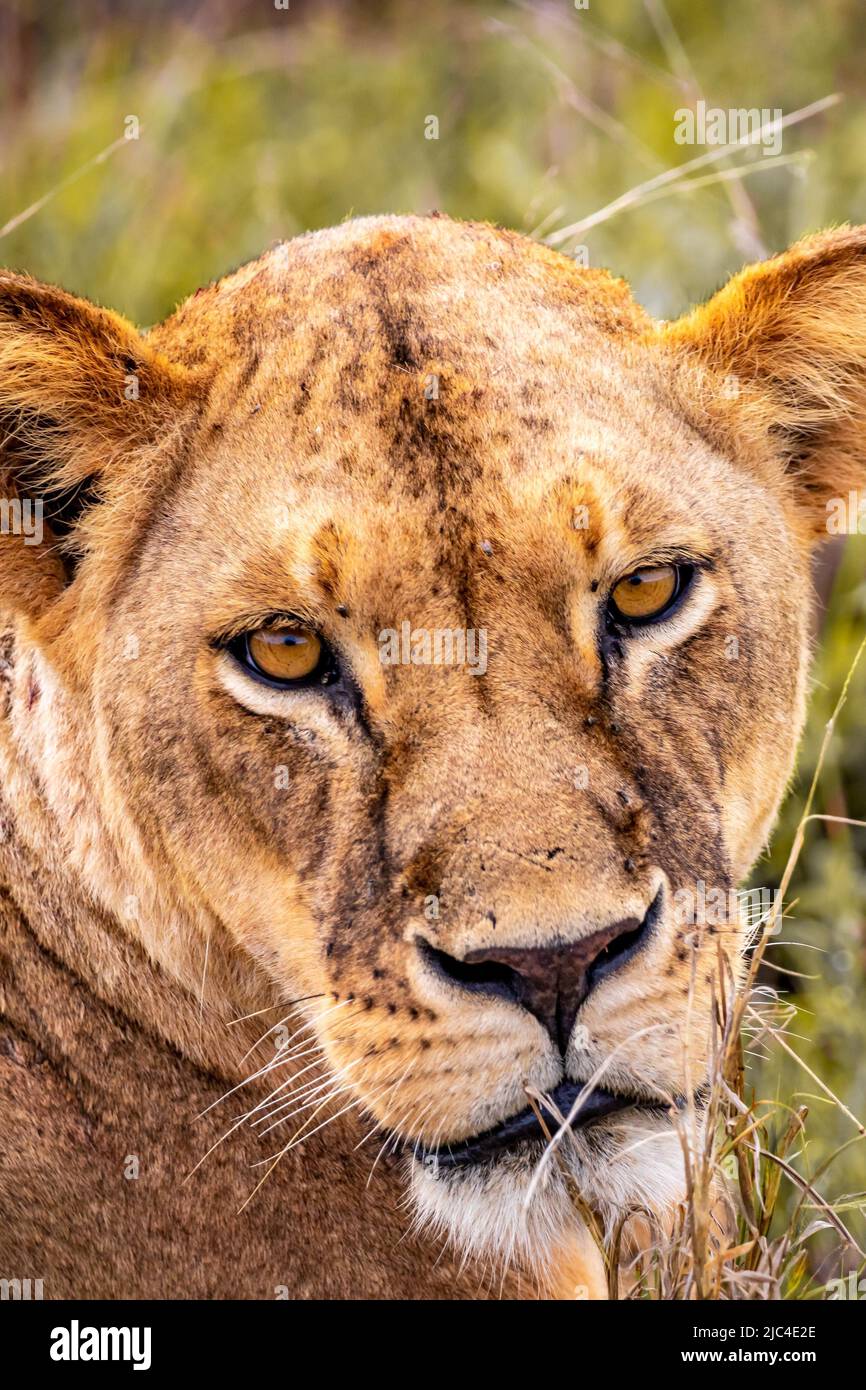 Lion (Panthera leo) female lioness lying in the green bush, close-up ...