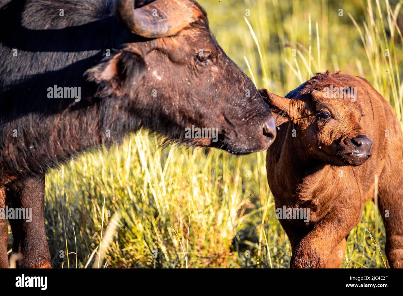 Female water buffalo hi-res stock photography and images - Alamy