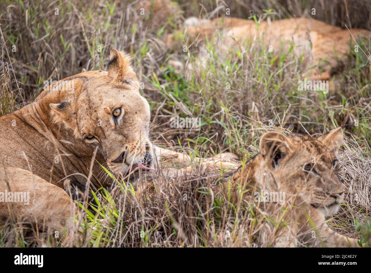 Lion (Panthera leo) female lioness lying with her young in the green ...