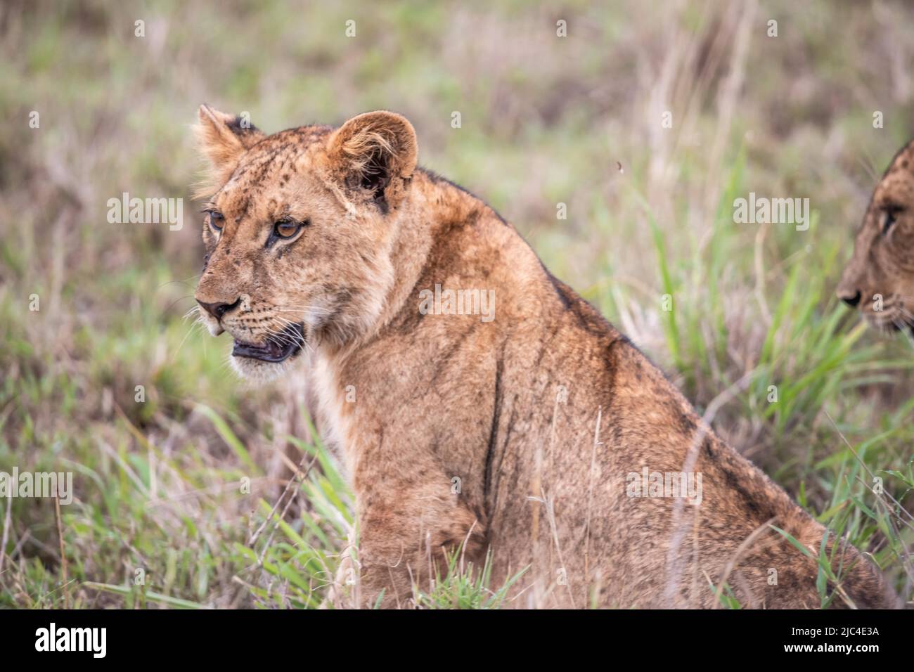 Lion (Panthera leo) young sitting cheekily in the green bush, Taita ...