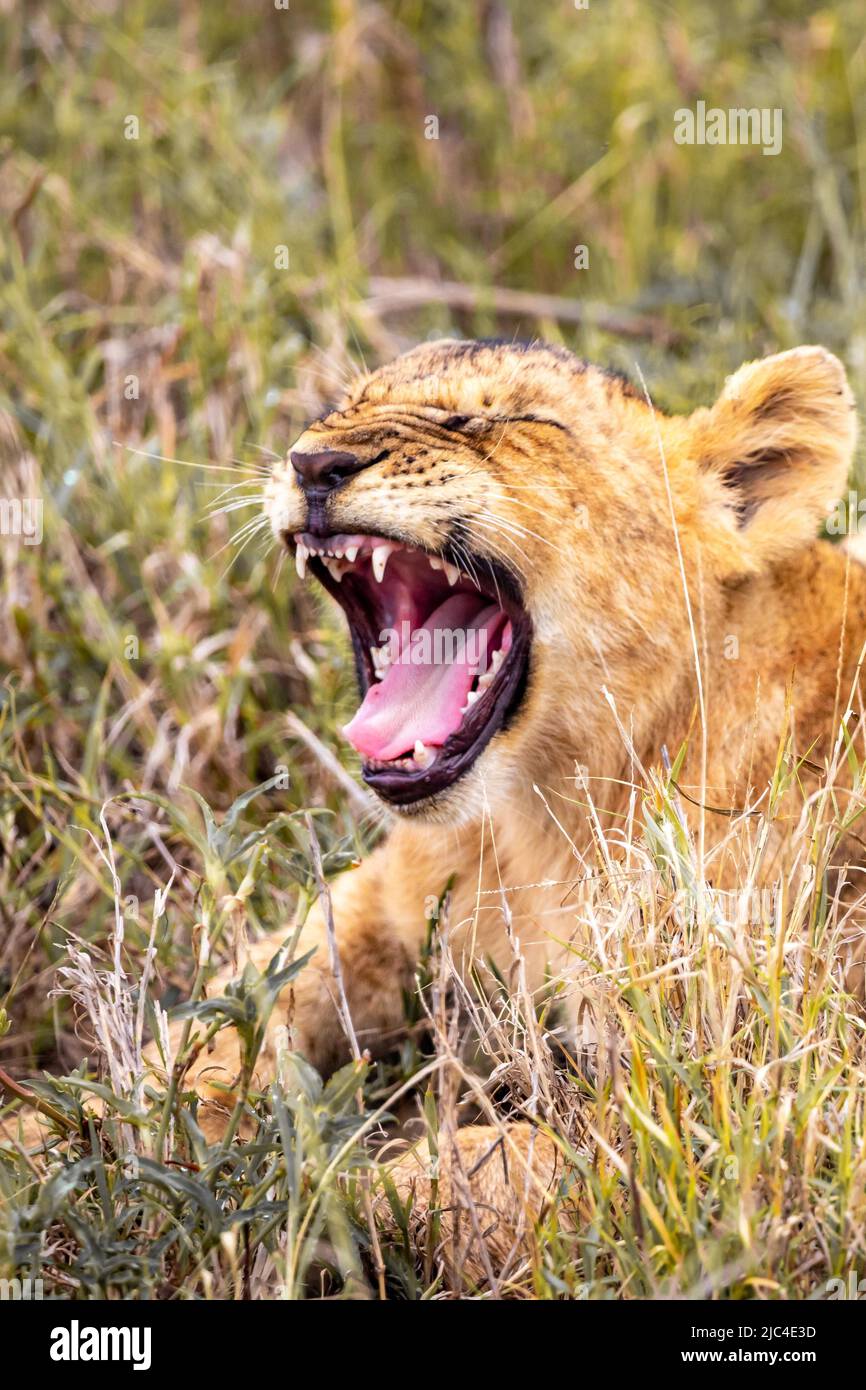 Lion (Panthera leo) young yawns in the morning and lies cheekily in the ...