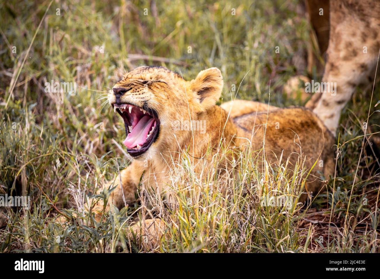 Lion (Panthera leo) young yawns in the morning and lies cheekily in the ...