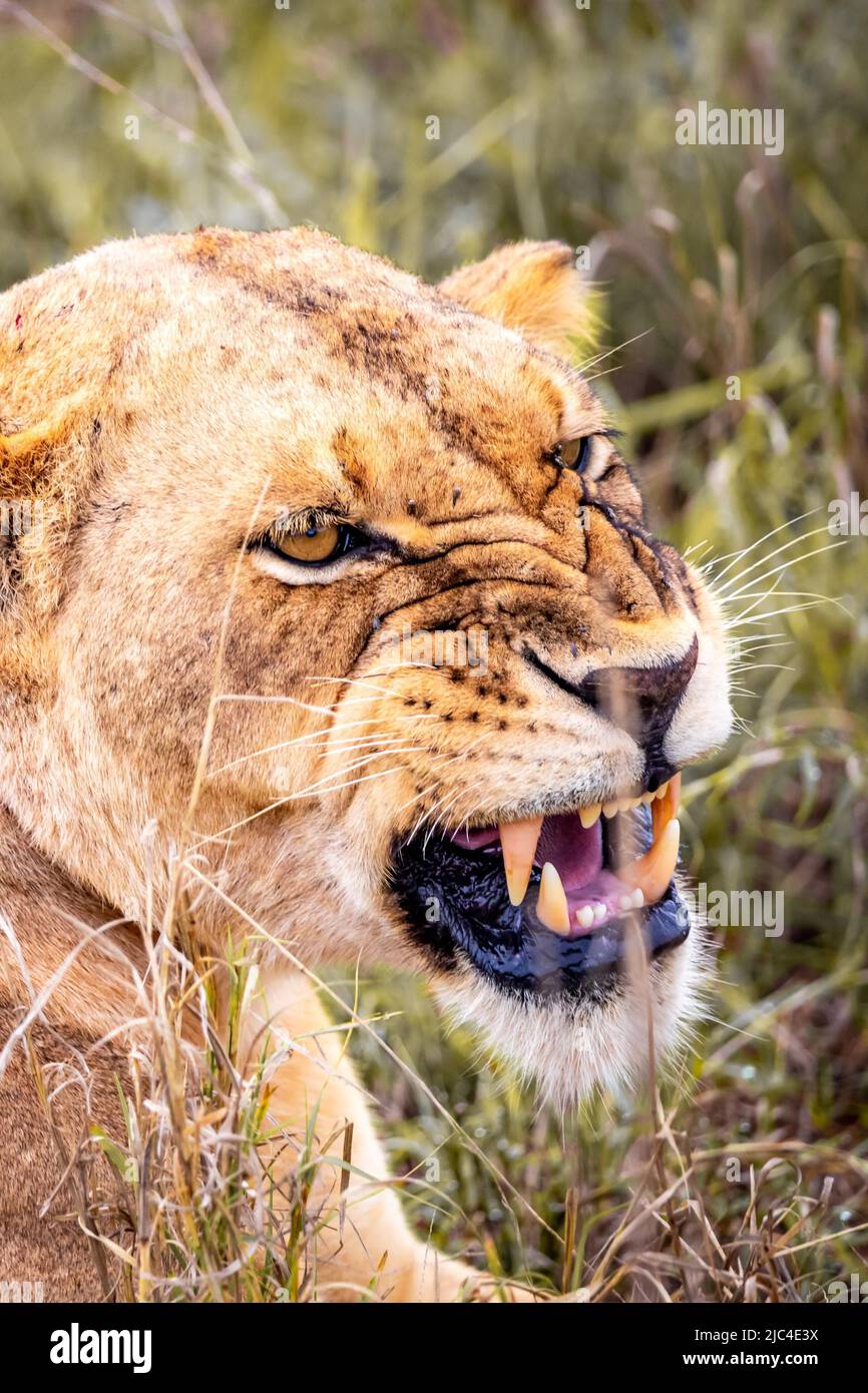 Lion (Panthera leo) female lioness lying in the green bush, hissing and ...