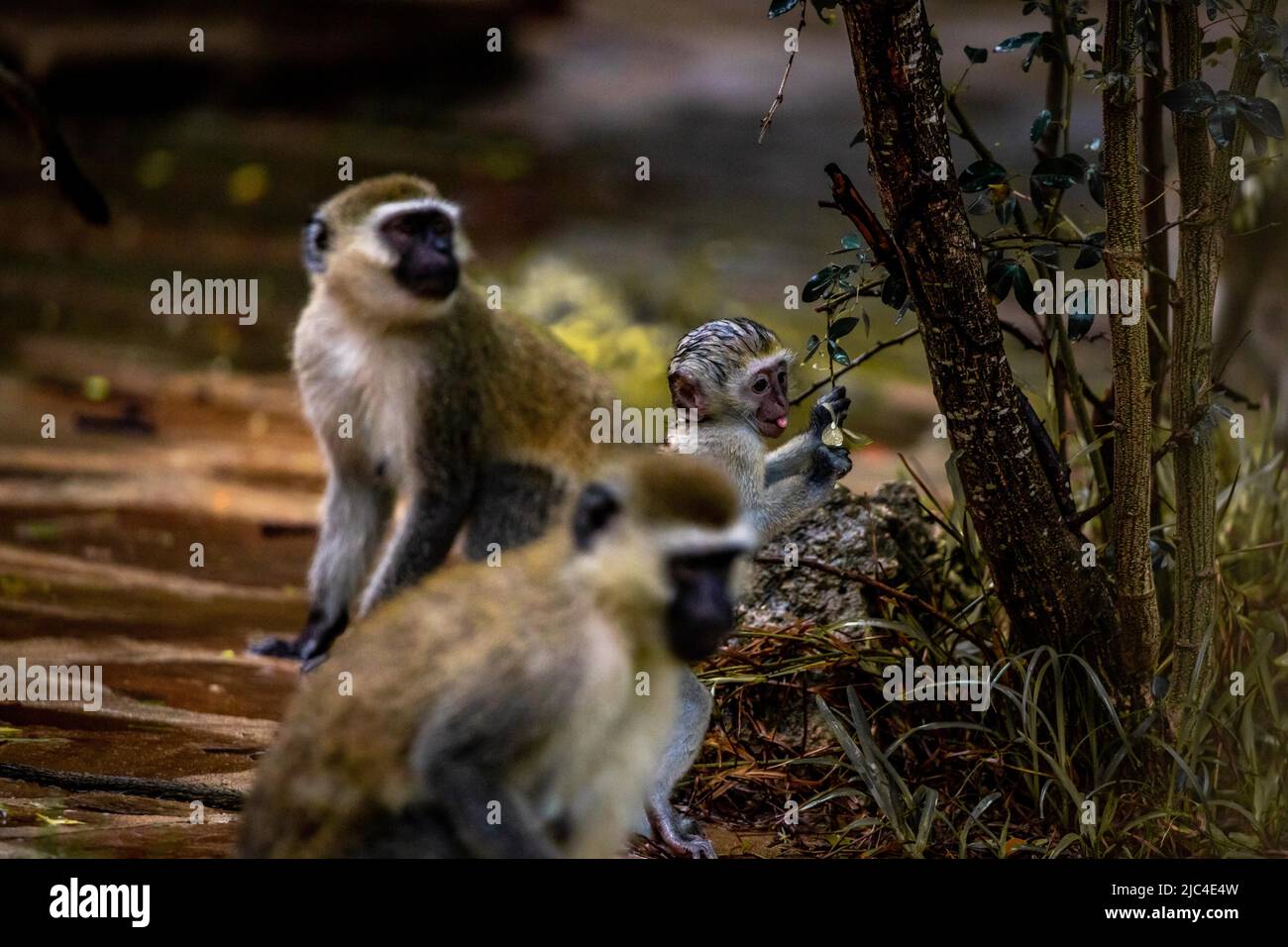 Vervet monkey (Chlorocebus sp.), monkey gang with babies and children ...