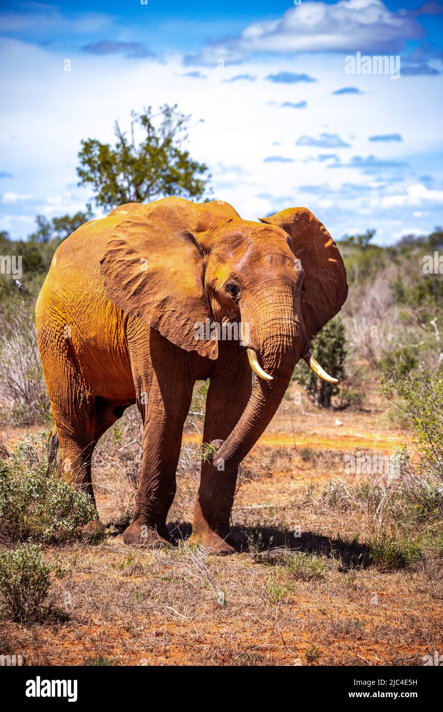 Bull eating grass hi-res stock photography and images - Alamy