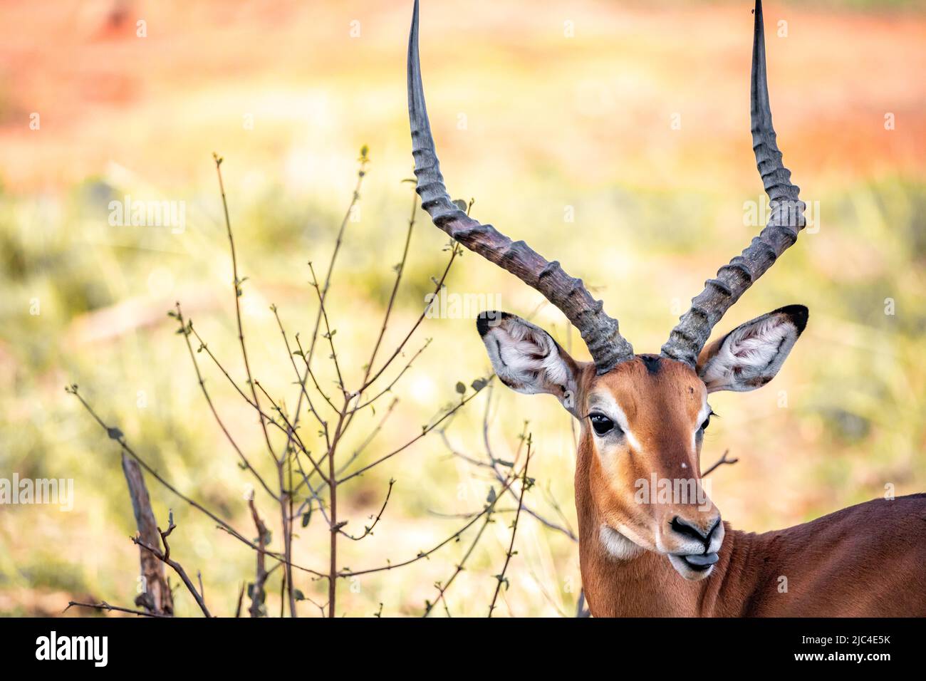 Impala (aepyceros) melampus, in the bush of Tsavo National Park, Kenya ...
