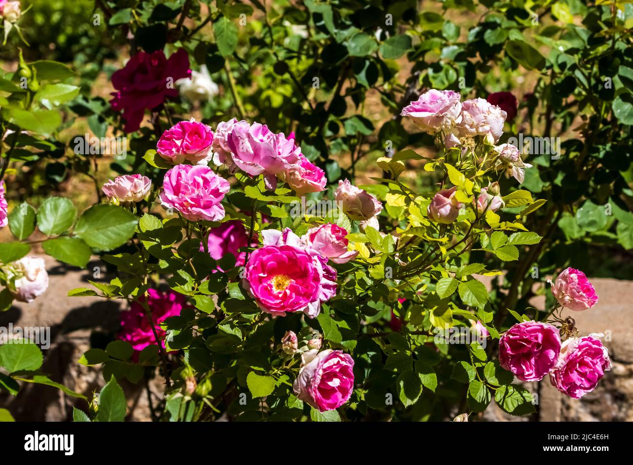 White and purple roses grace the rose garden Stock Photo - Alamy