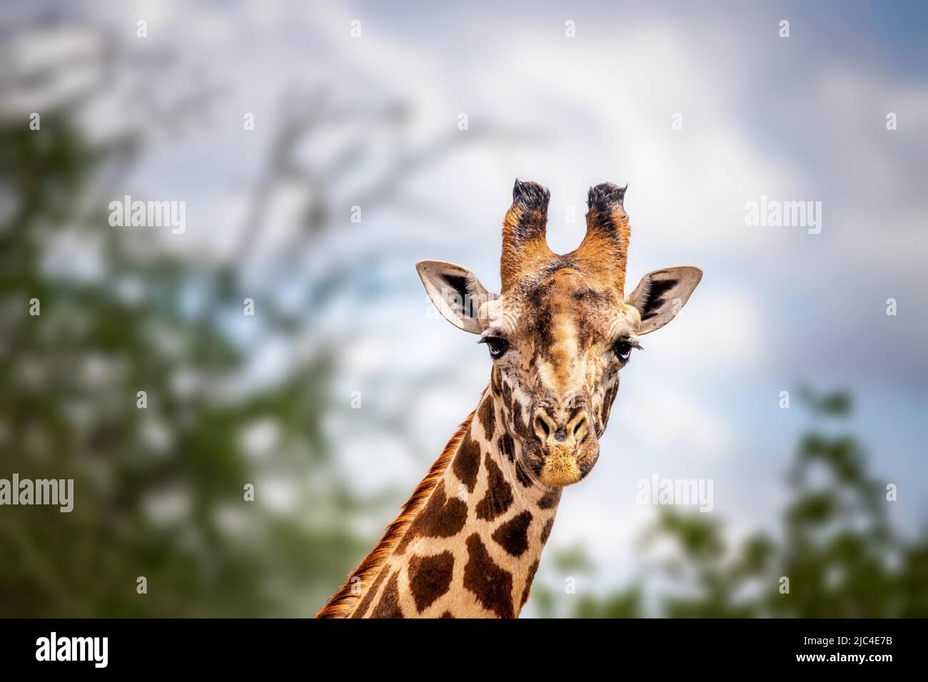 Giraffe (Giraffa camelopardalis) portrait standing in the bush of Tsavo ...