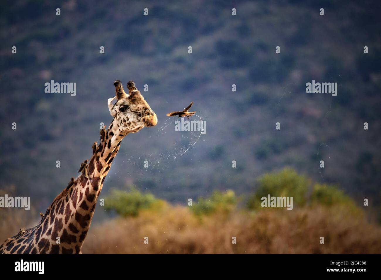 Masai giraffe (Giraffa camelopardalis tippelskirchi) with birds ...