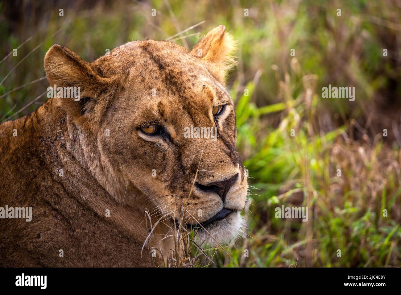 Lion (Panthera leo) female lioness lying in the green bush, close-up ...
