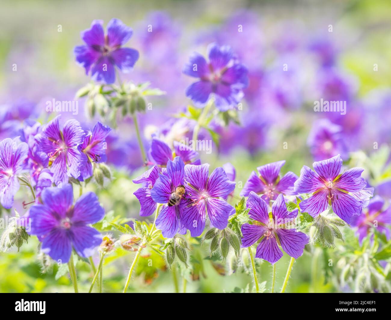 Honey bee (Apis mellifera) collecting nectar on a flower of the great ...