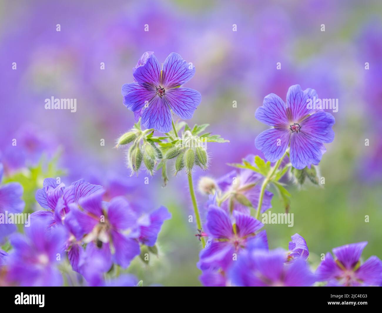 Large cranesbill (Geranium magnificum), Admont, Styria, Austria Stock ...