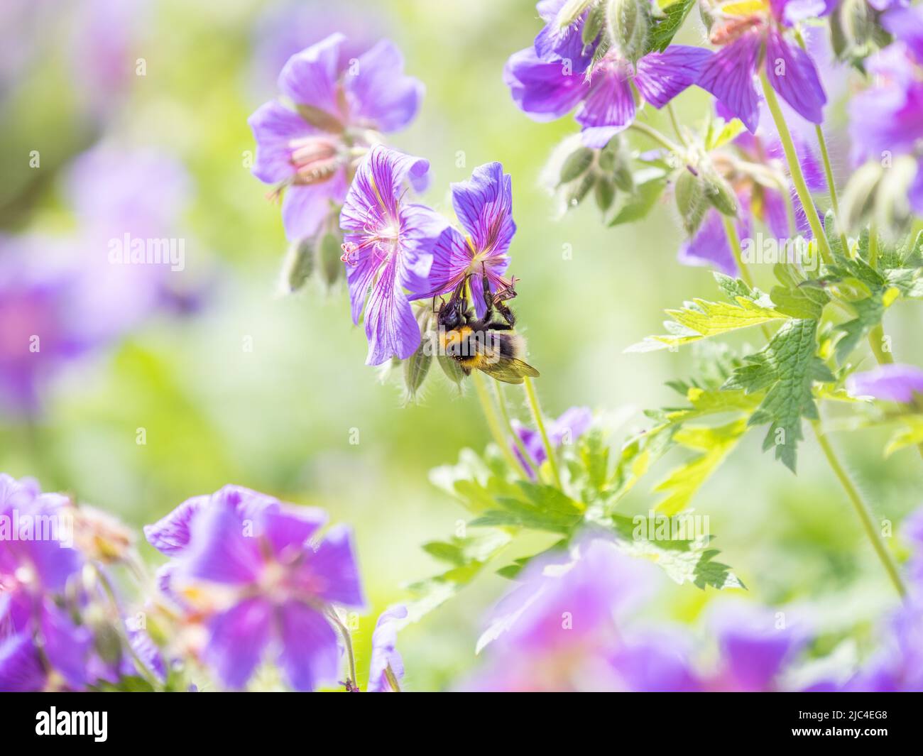 Honey bee (Apis mellifera) collecting nectar on a flower of the great ...