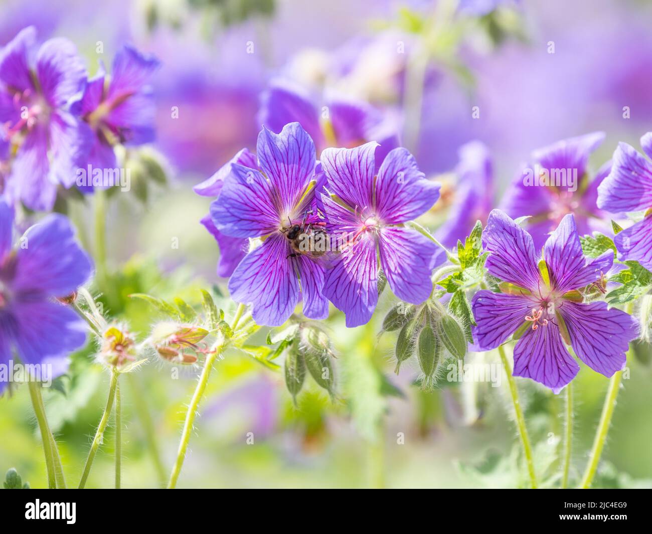 Honey bee (Apis mellifera) collecting nectar on a flower of the great ...