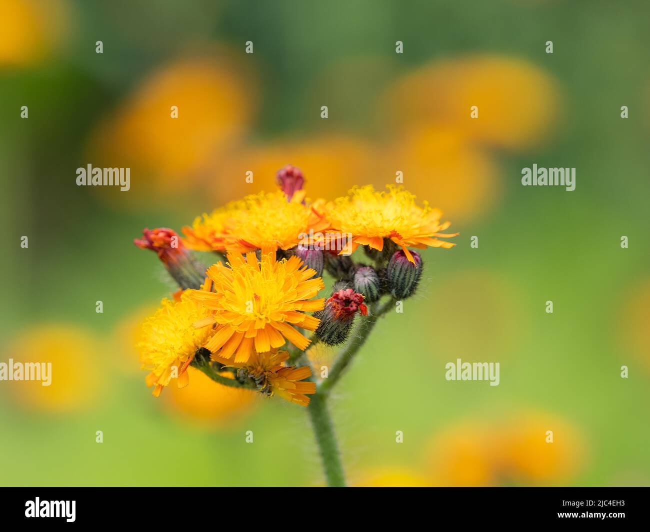 Orange-red fox-and-cubs (Hieracium aurantiacum), Admont, Styria ...