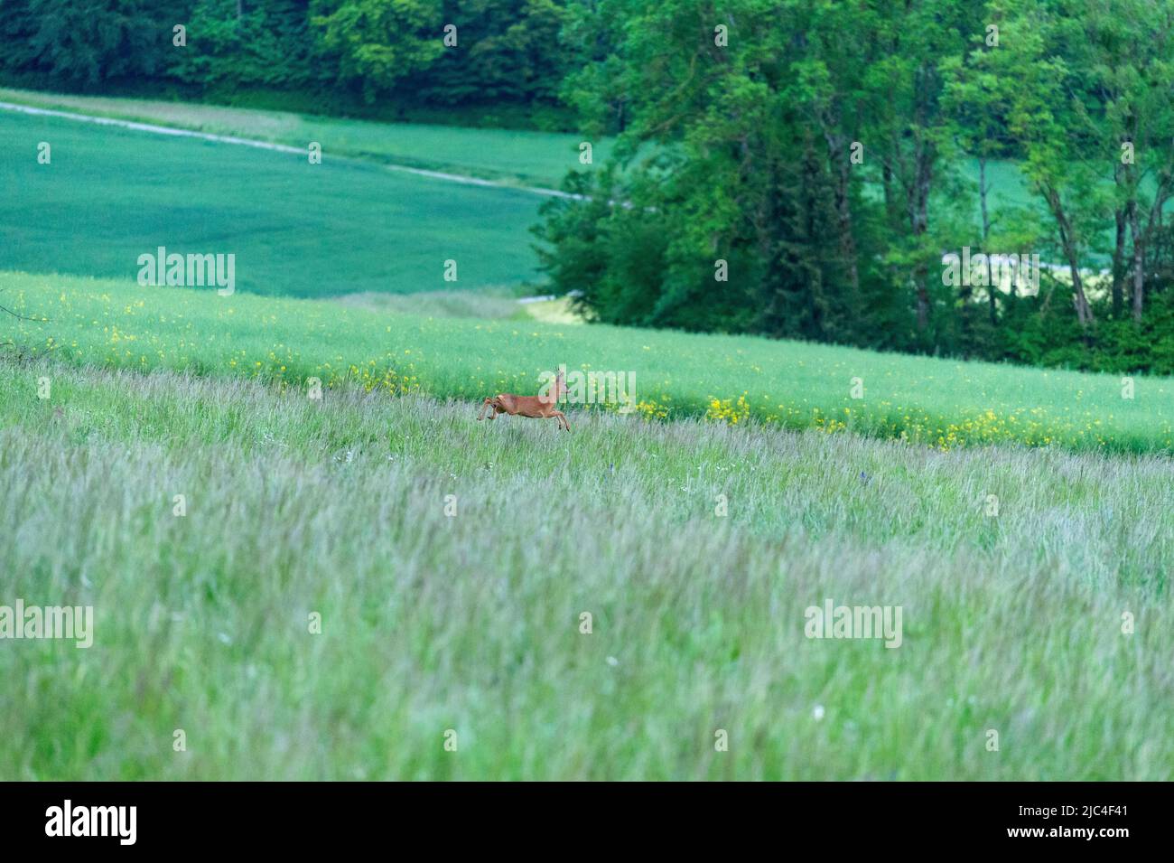 Roe deer (Capreolus capreolus), roebuck jumping over a meadow, Canton ...