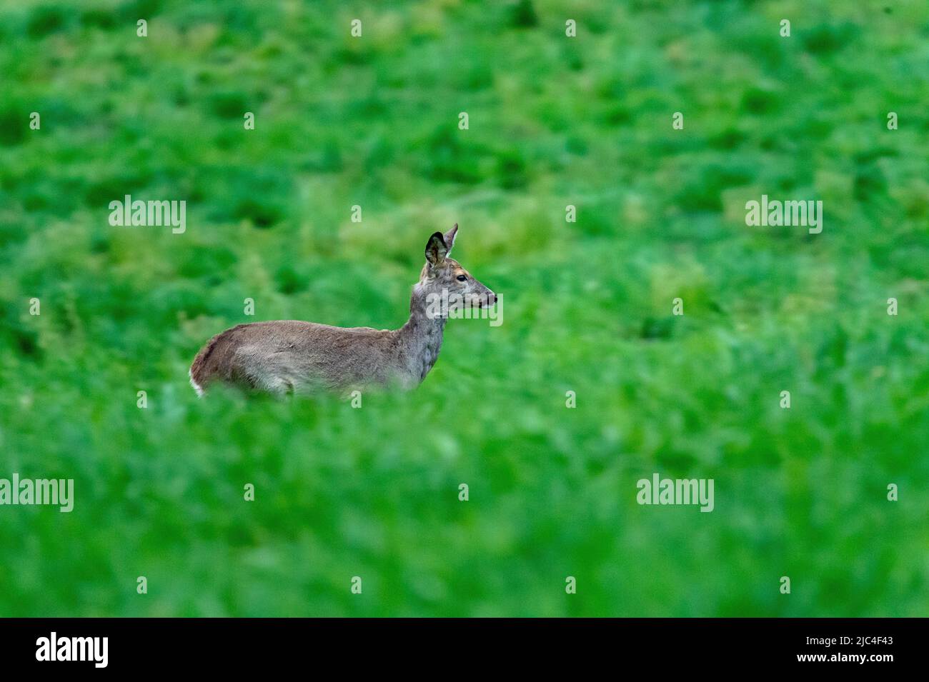 Roe deer (Capreolus capreolus), doe walking through a meadow, Canton ...