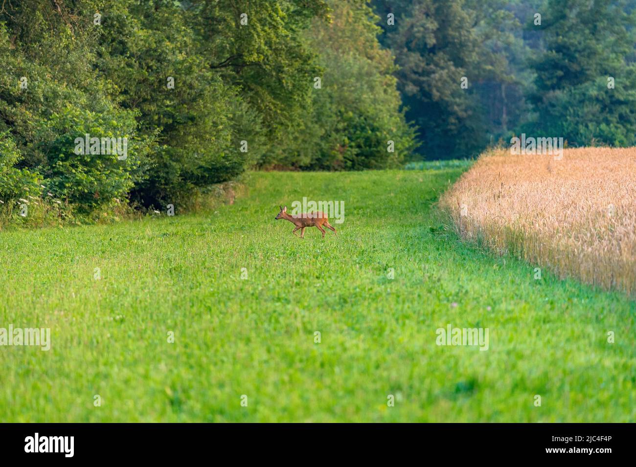 Roe deer (Capreolus capreolus), doe between forest and wheat field ...