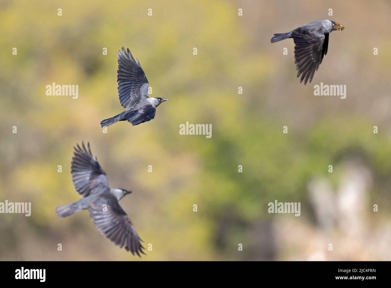 A western jackdaw (Coloeus monedula) in flight on eye height Stock ...