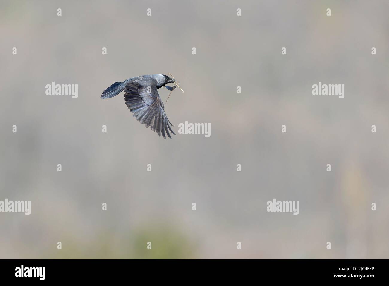 A western jackdaw (Coloeus monedula) in flight on eye height Stock ...