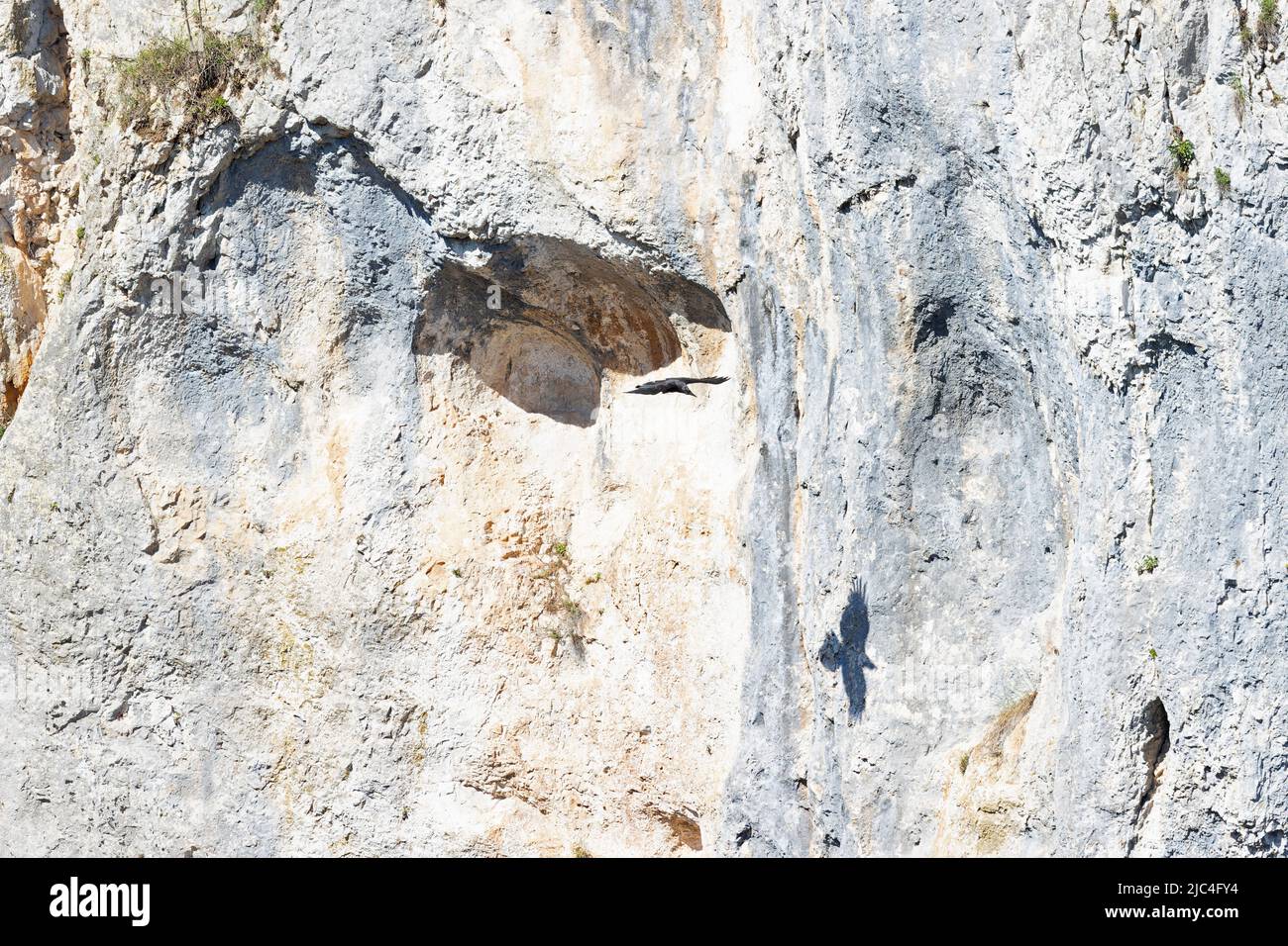 A northern Raven( Corvus corax) soaring in the mountains Stock Photo ...